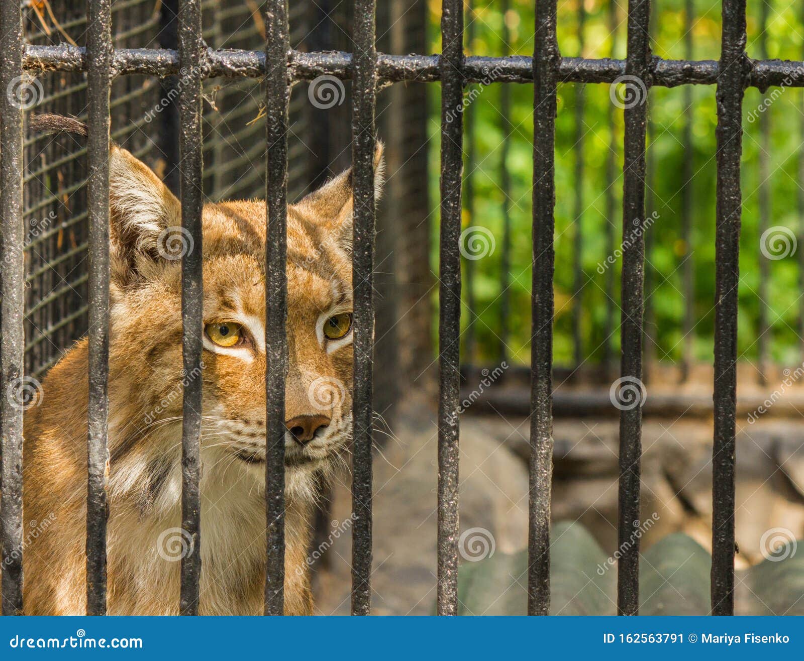 Sad Beautiful Lynx in a Cage at the Zoo Stock Image - Image of nature ...