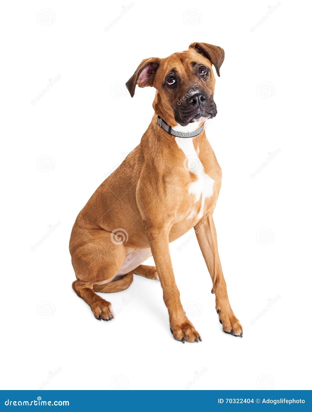 Do Dogs Look Sad On Purpose