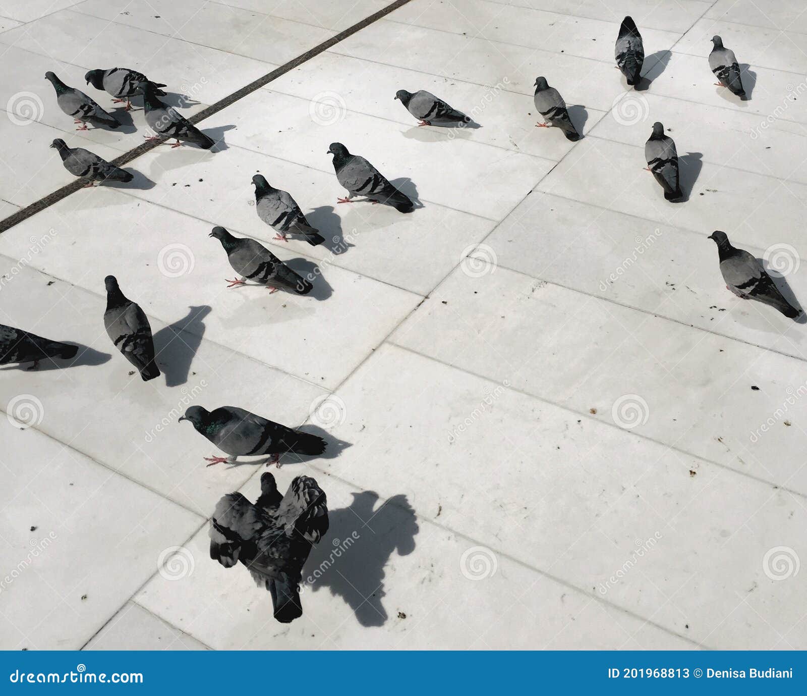 Sad birds still sing stock image. Image of birds, sing - 201968813