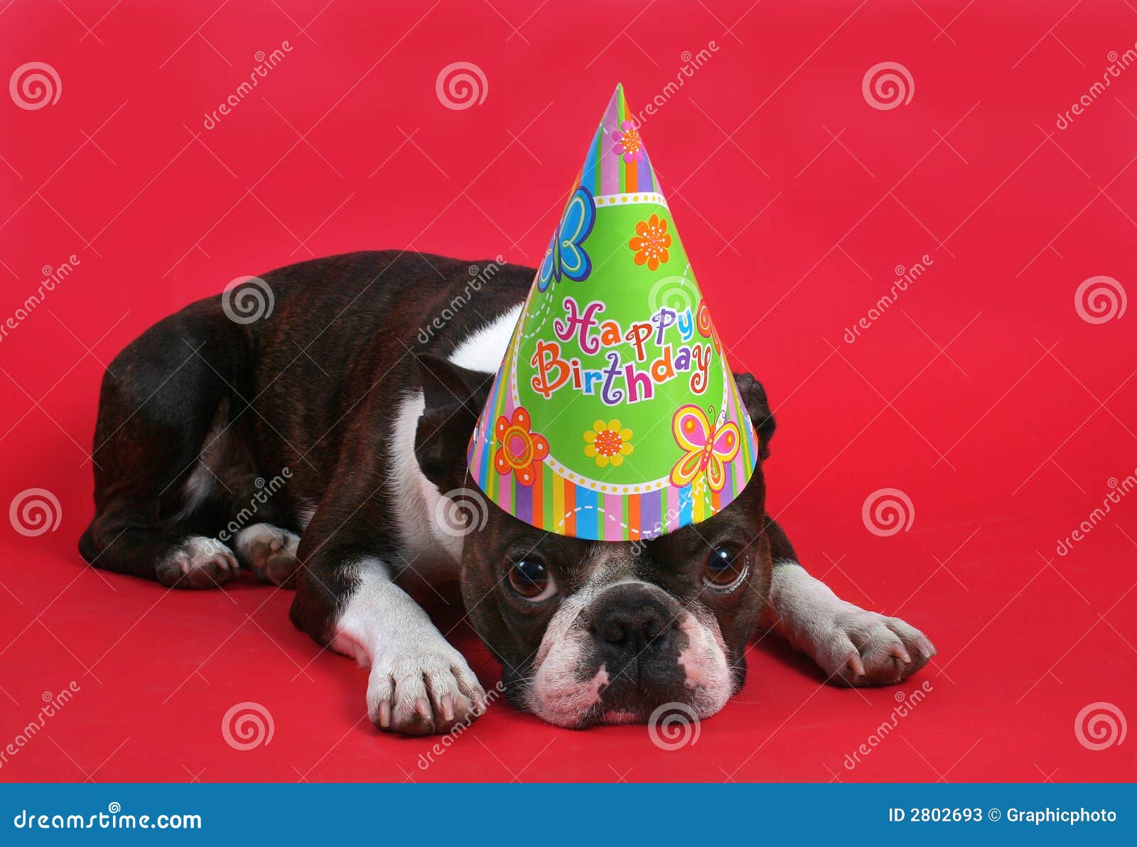 Sad birthday stock image. Image of cute, funny, puppy - 2802693