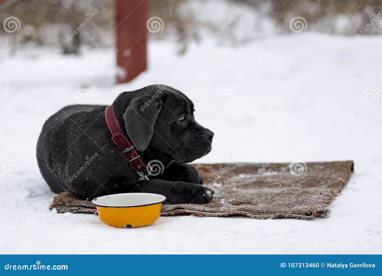 Sad black Labrador stock photo. Image of lying, face - 107313460