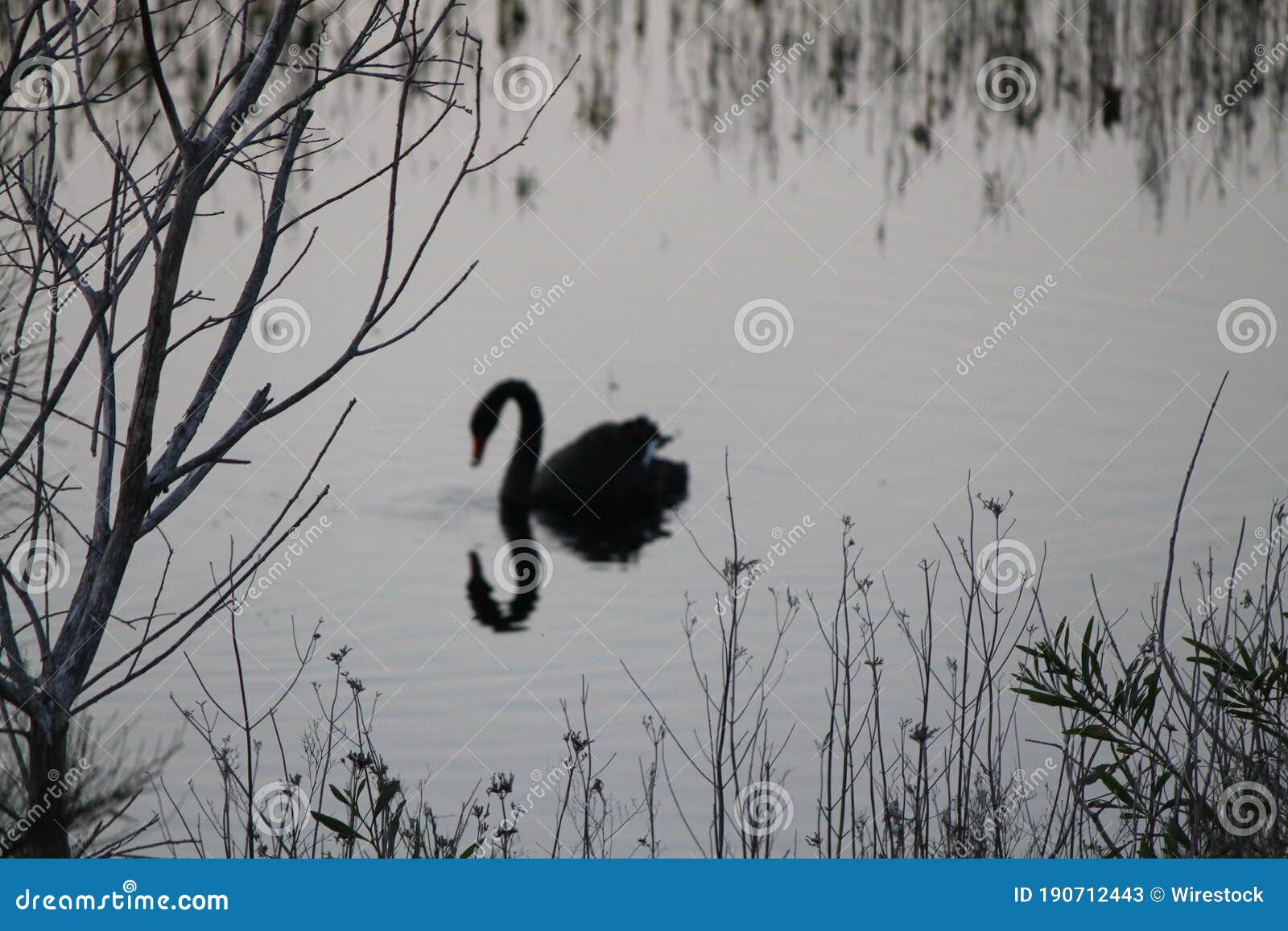 264 Sad Swan Photos - Free & Royalty-Free Stock Photos from Dreamstime