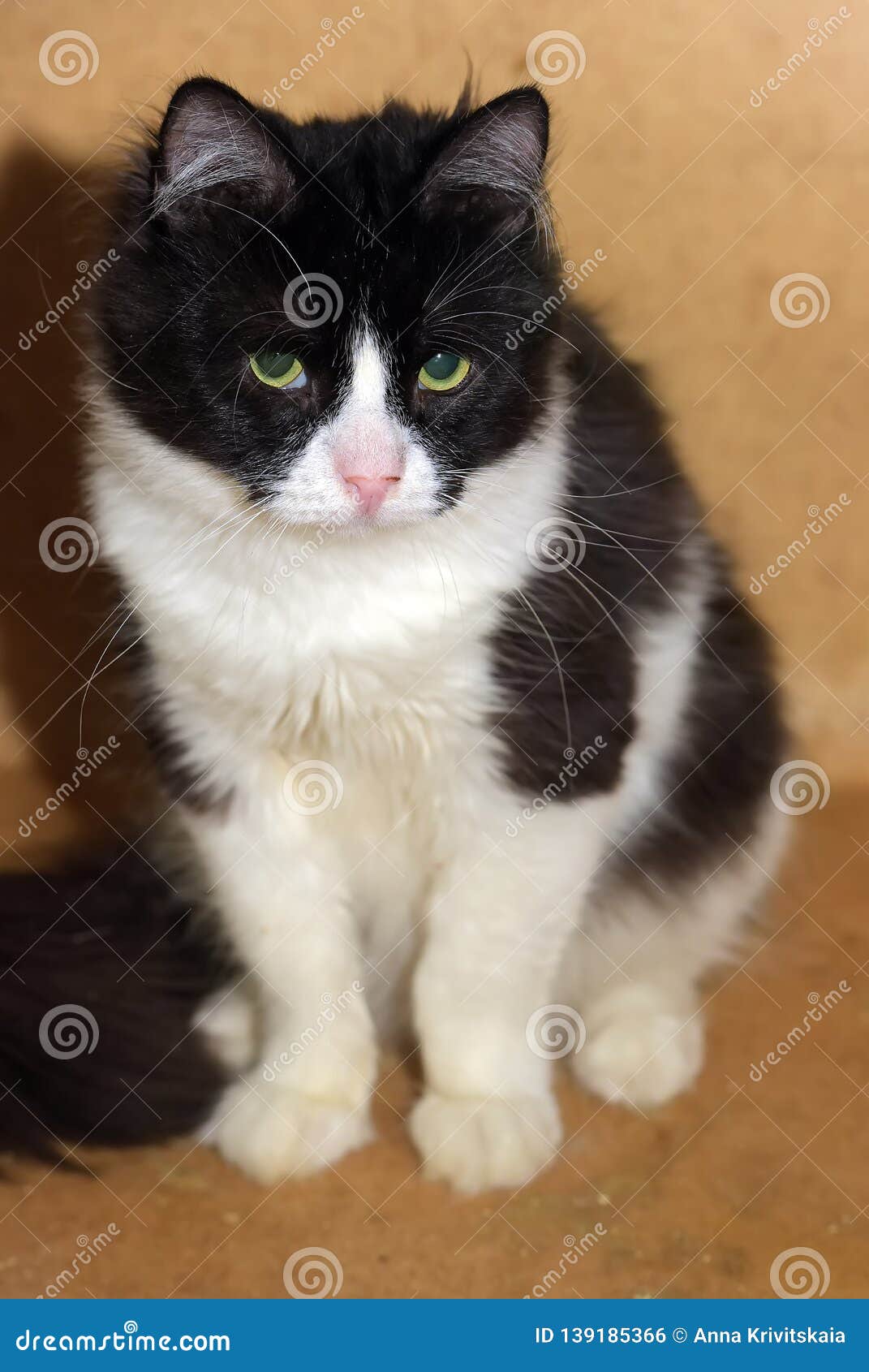 Sad Black and White Fluffy Cat Stock Photo - Image of black, eyes ...