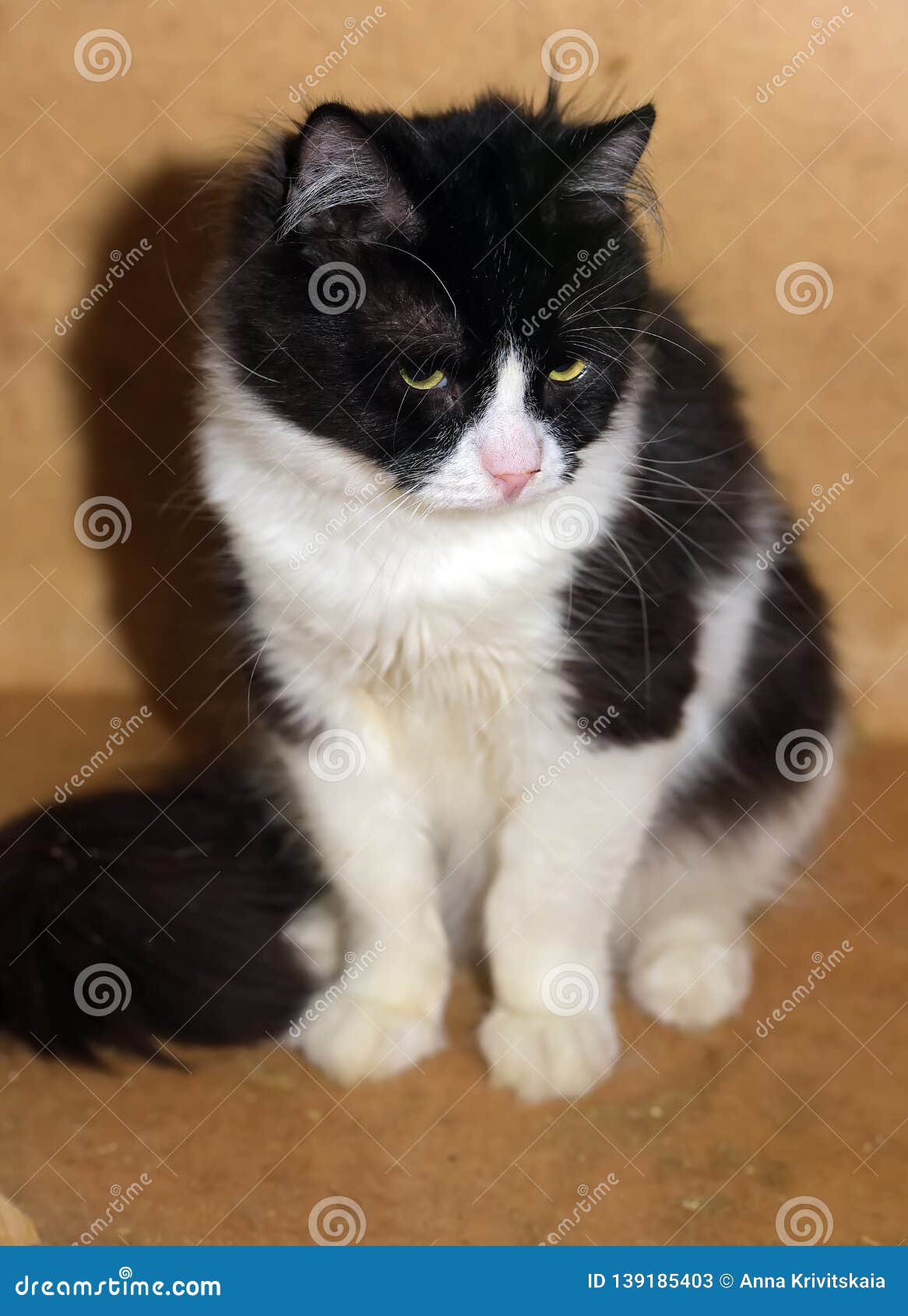 Sad Black and White Fluffy Cat Stock Image - Image of brown, care ...