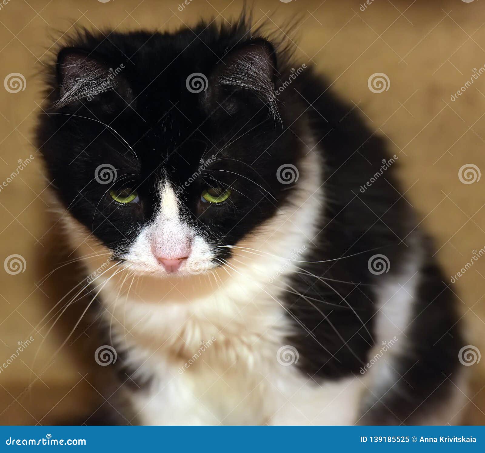 Sad Black and White Fluffy Cat Stock Image - Image of fluffy, long ...