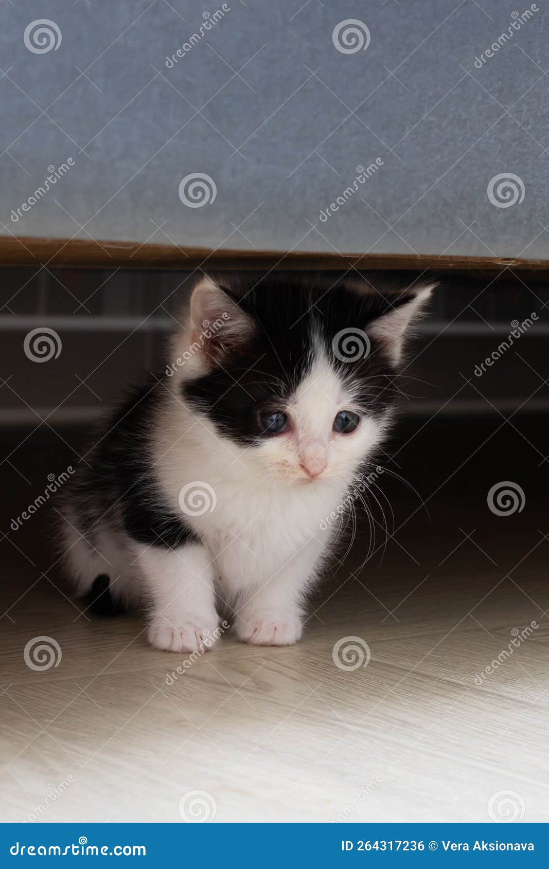 A Sad Black and White Kitten Sits Under the Couch Stock Photo - Image ...