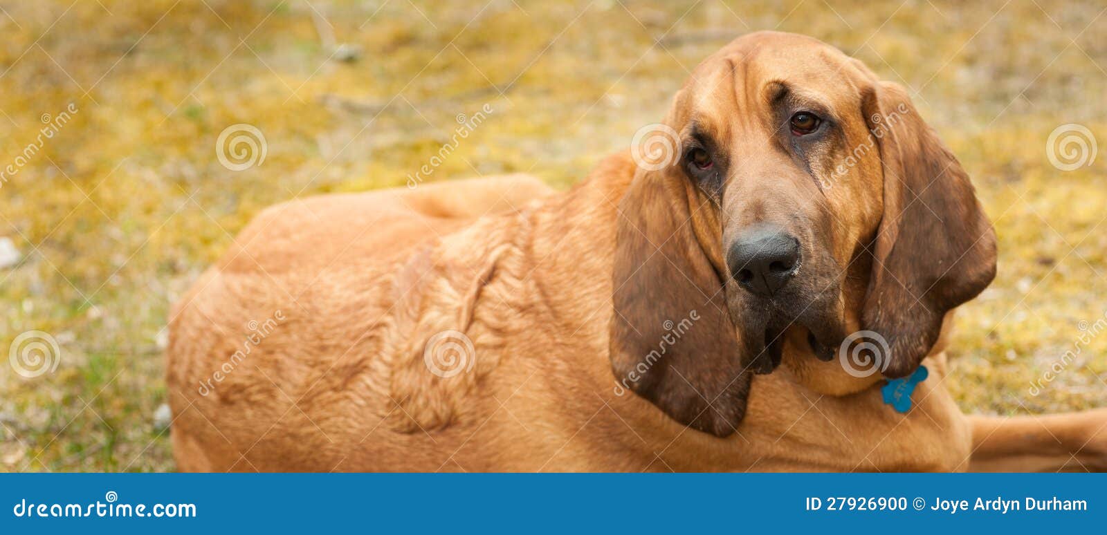 Bloodhound Became Sad Wallpapers