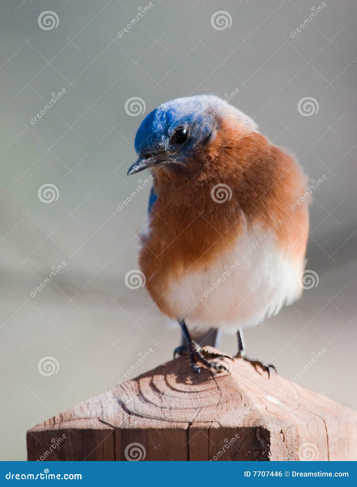 Sad Bluebird stock photo. Image of orange, feathers, bluebird - 7707446