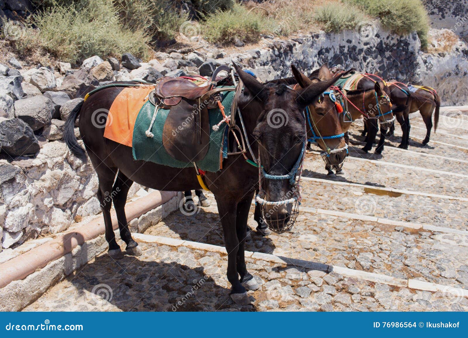 Sad and Bored Donkeys. Santorini Stock Photo - Image of locations ...