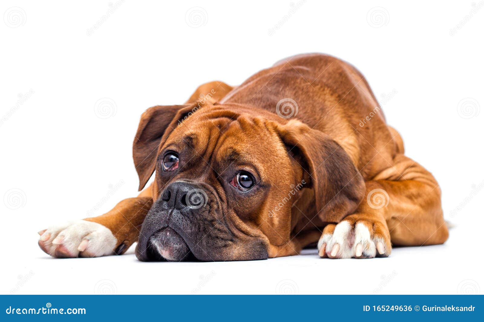 Sad Boxer Dog Looking Isolated Stock Photo - Image of large, domestic ...