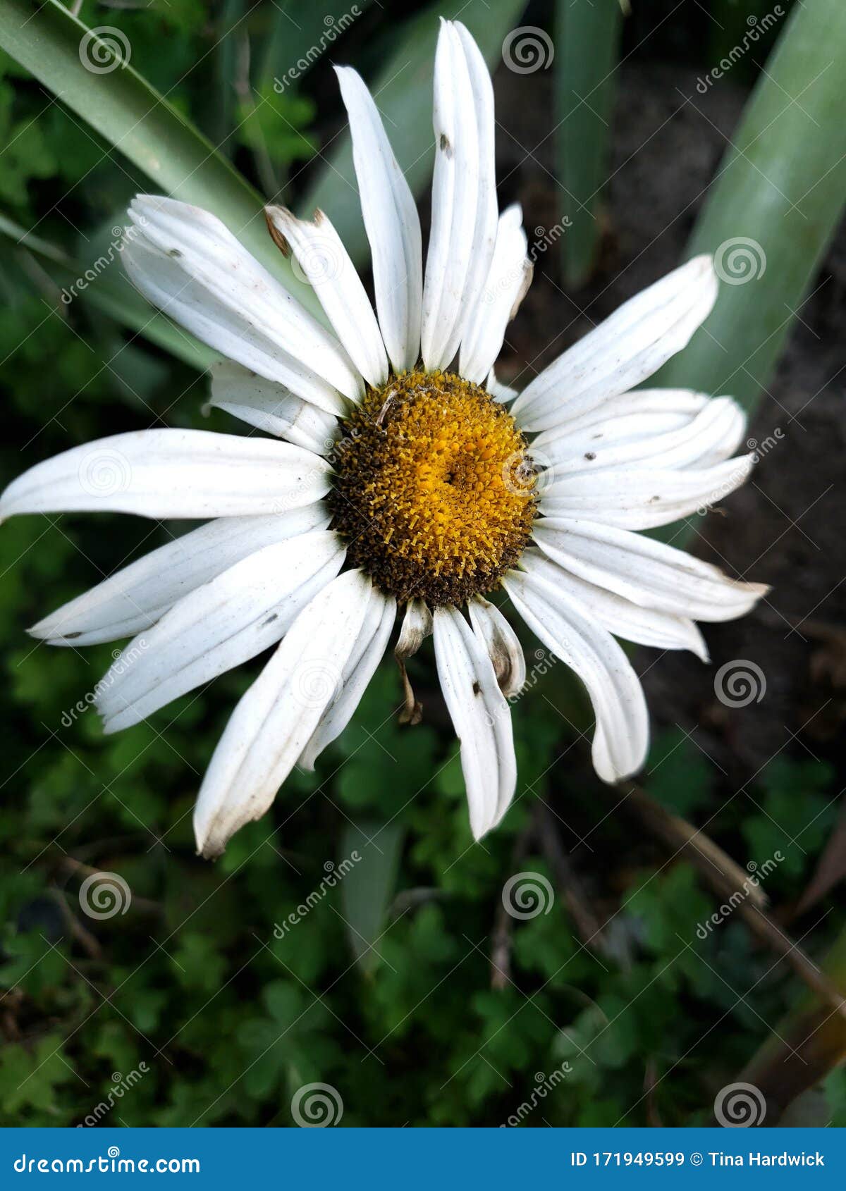 Sad broken daisy stock image. Image of white, broken - 171949599