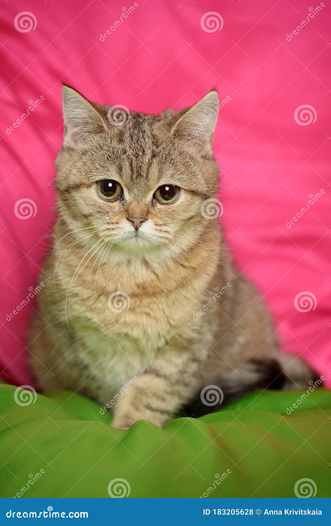 Sad brown british kitten stock photo. Image of domestic - 183205628