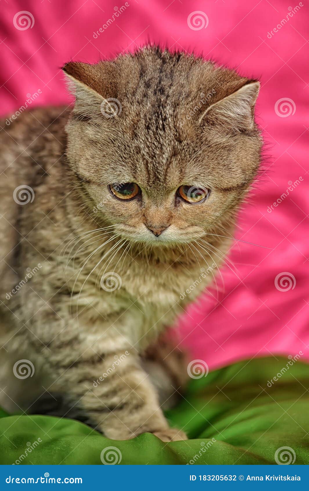 Sad brown british kitten stock photo. Image of feline - 183205632
