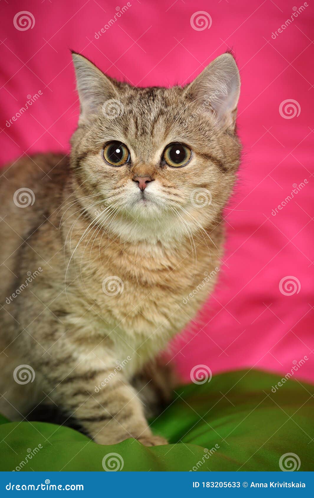 Sad brown british kitten stock image. Image of orange - 183205633