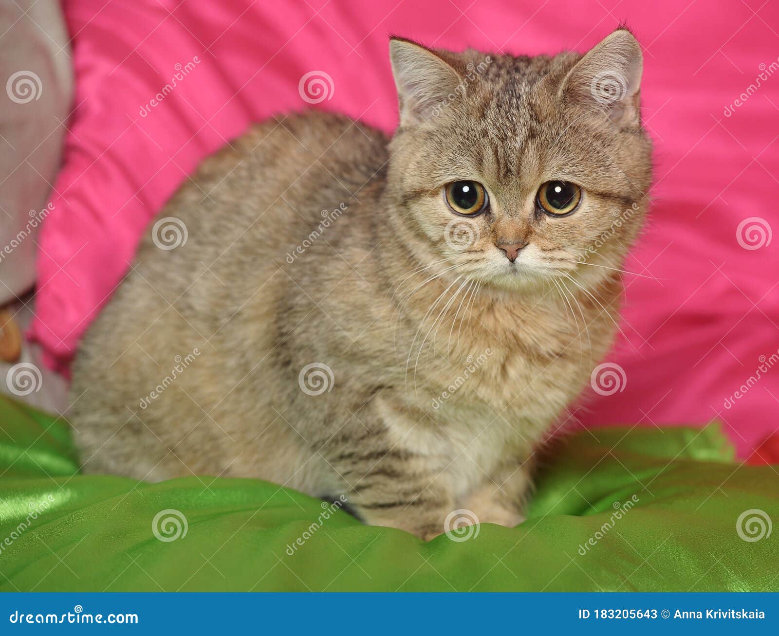 Sad brown british kitten stock image. Image of kitty - 183205643