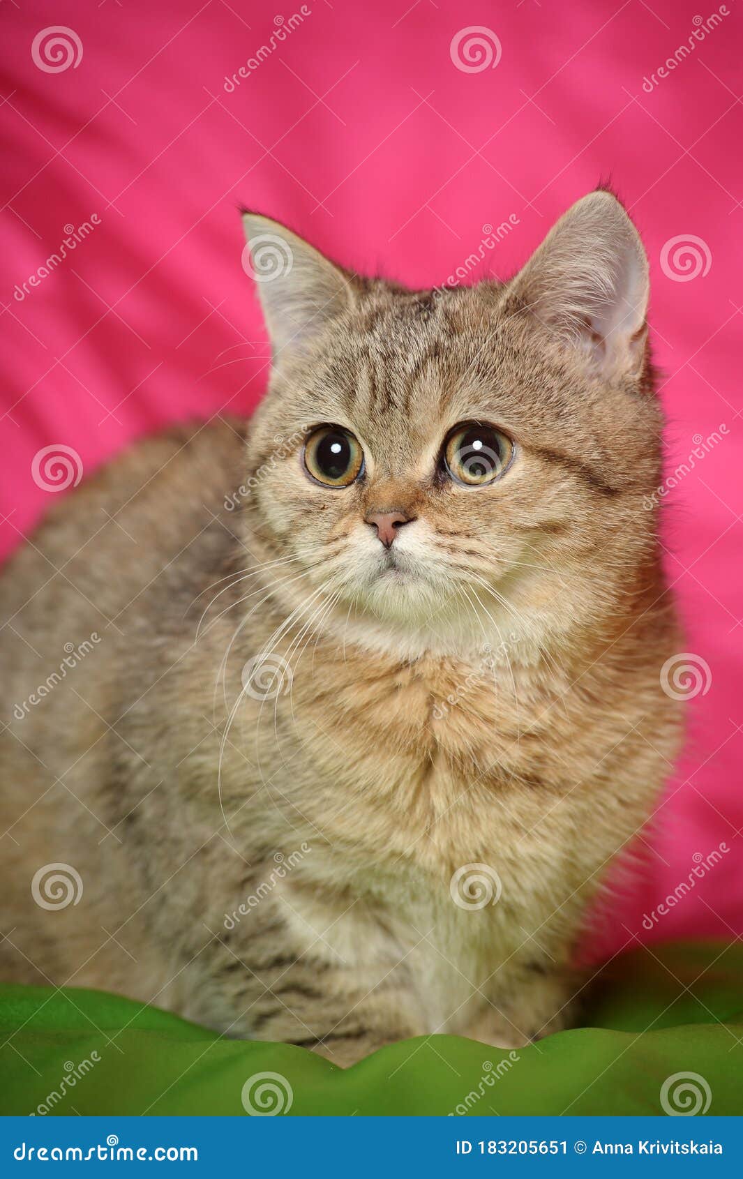 Sad brown british kitten stock image. Image of mammal - 183205651
