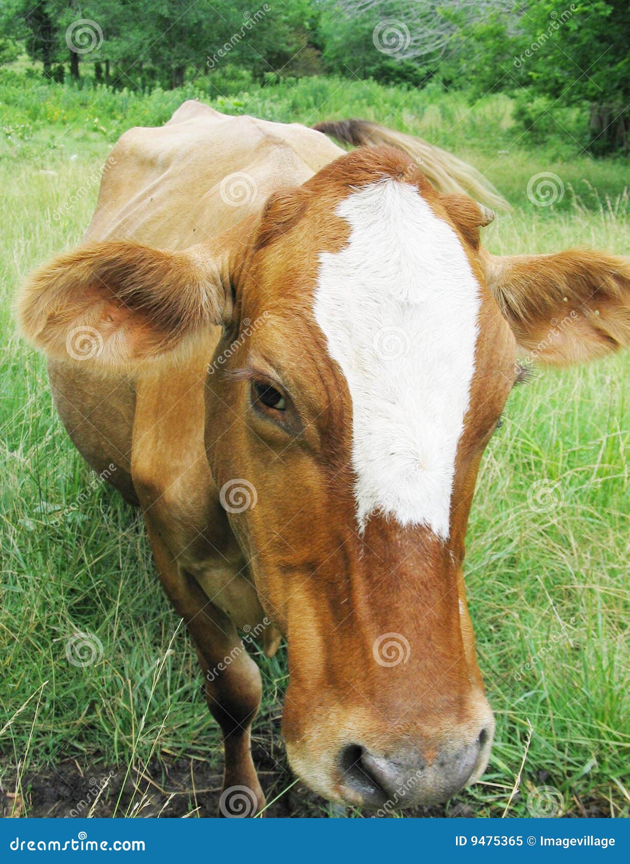 A sad brown cow stock image. Image of curious, funny, face - 9475365