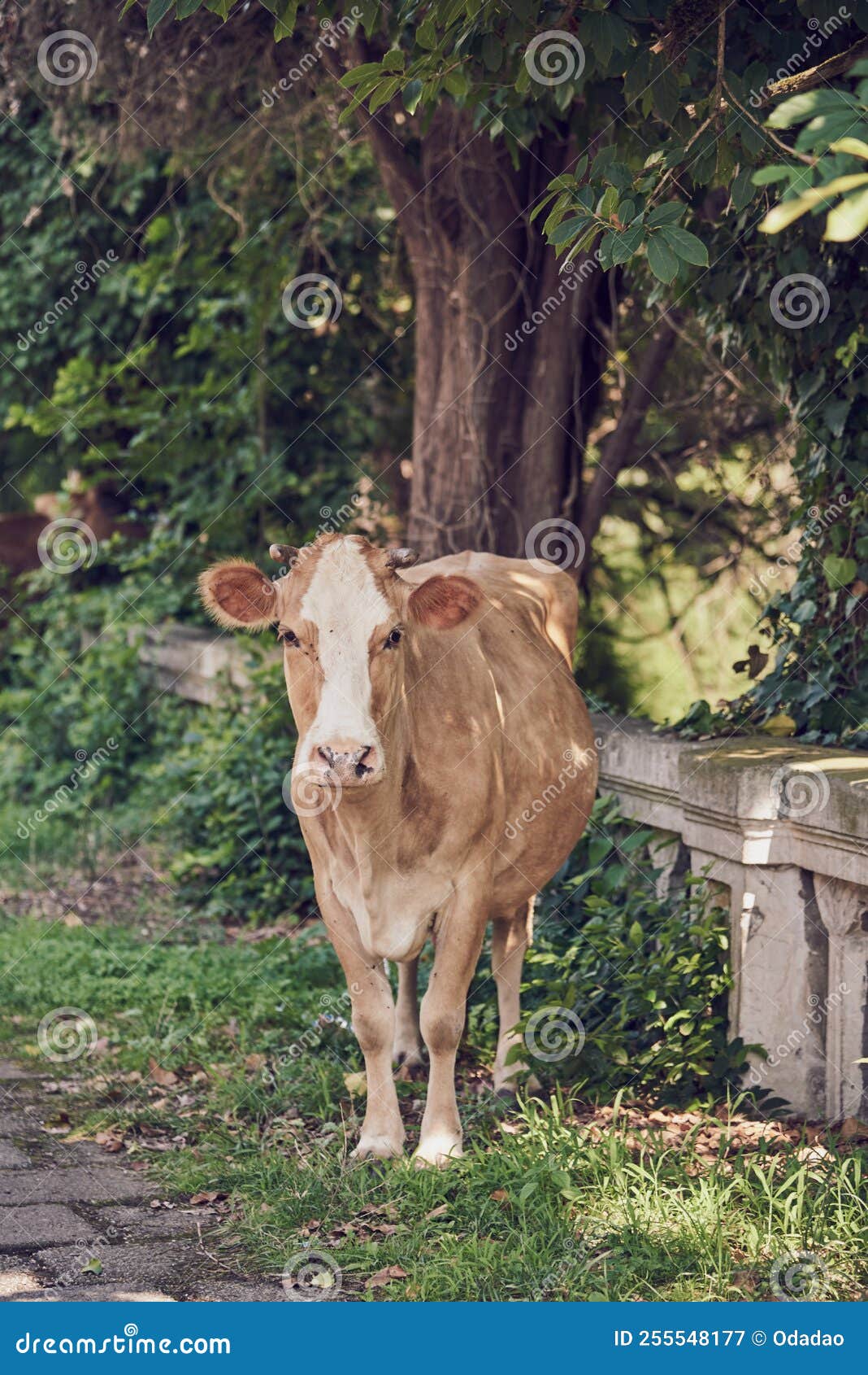 A Sad Brown Cow Under a Tree. Stock Image - Image of cattle, farm ...