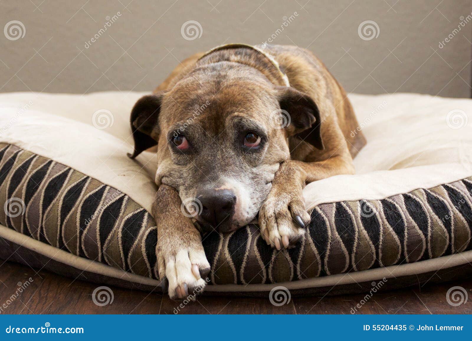 Sad Brown Dog on Bed stock image. Image of looking, sorrow - 55204435