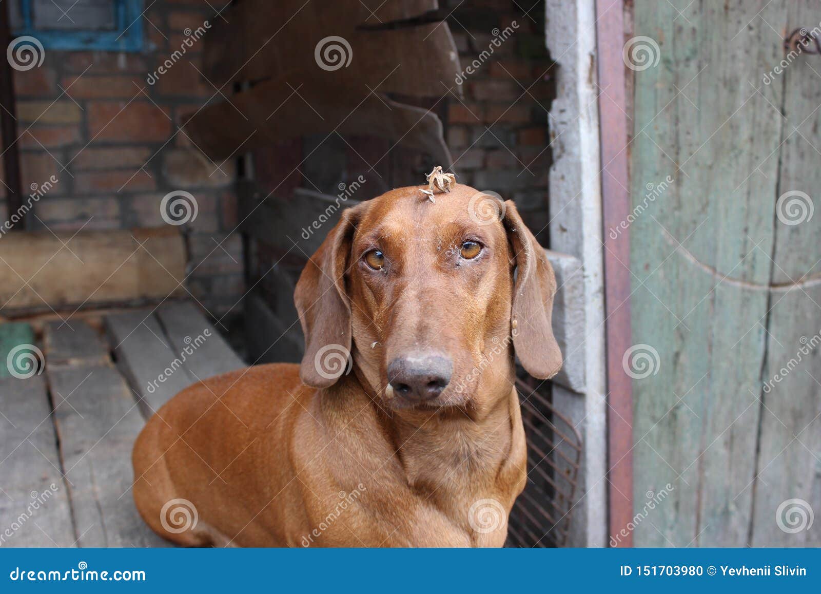 Sad brown dog dachshund stock photo. Image of portrait - 151703980