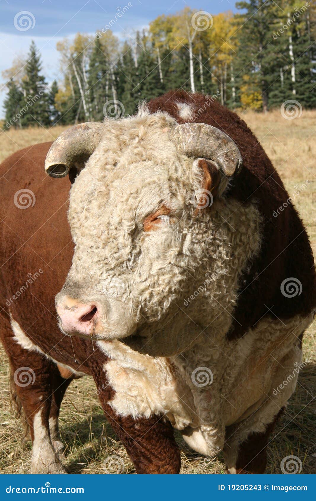 Sad Bull Royalty-Free Stock Photography | CartoonDealer.com #19205243