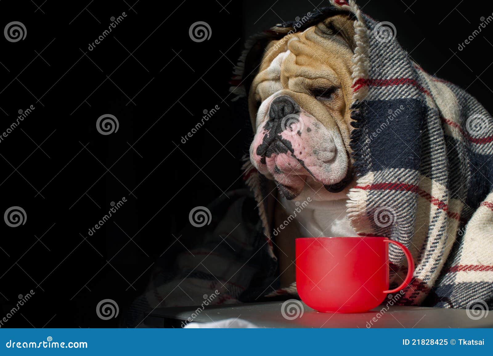 Sad Bulldog in a Plaid Portrait Stock Image - Image of concept, network ...