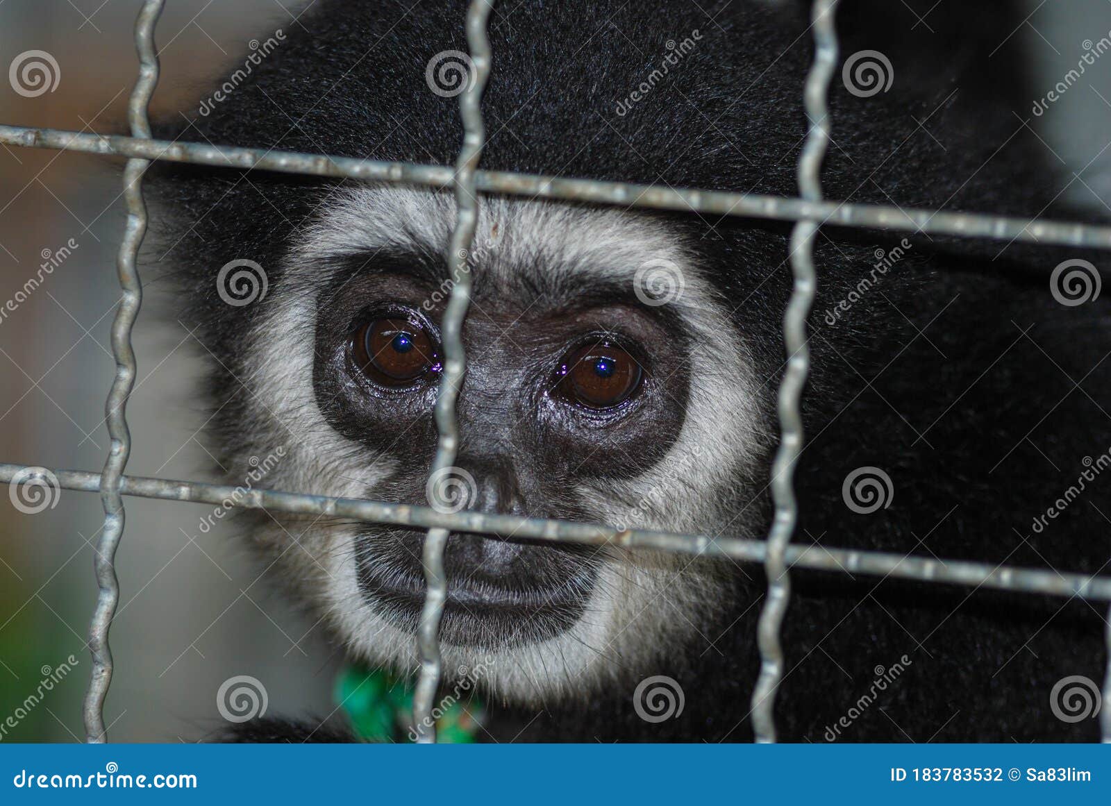 Sad caged black monkey stock photo. Image of face, mammal - 183783532
