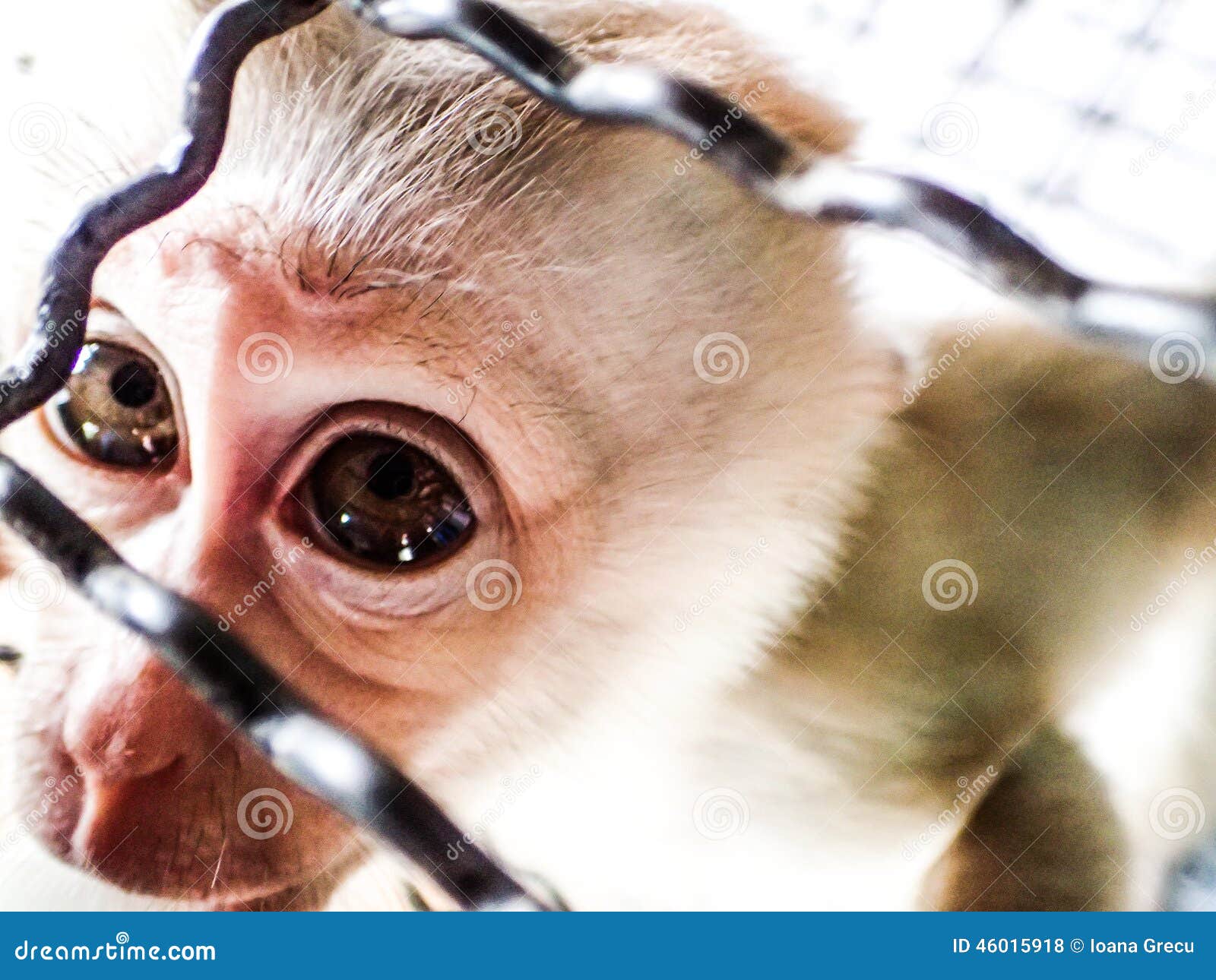 Sad caged monkey stock photo. Image of animal, mammal - 46015918