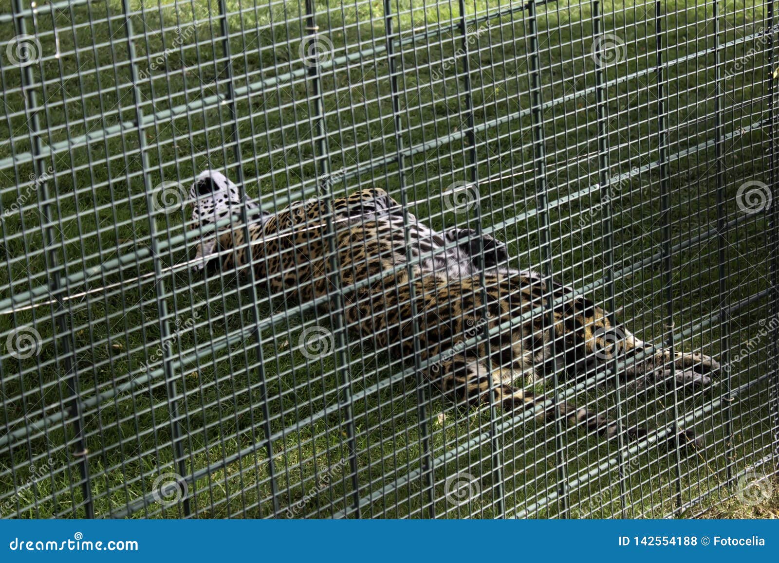 Sad Caged Tiger stock photo. Image of outdoors, eyes - 142554188