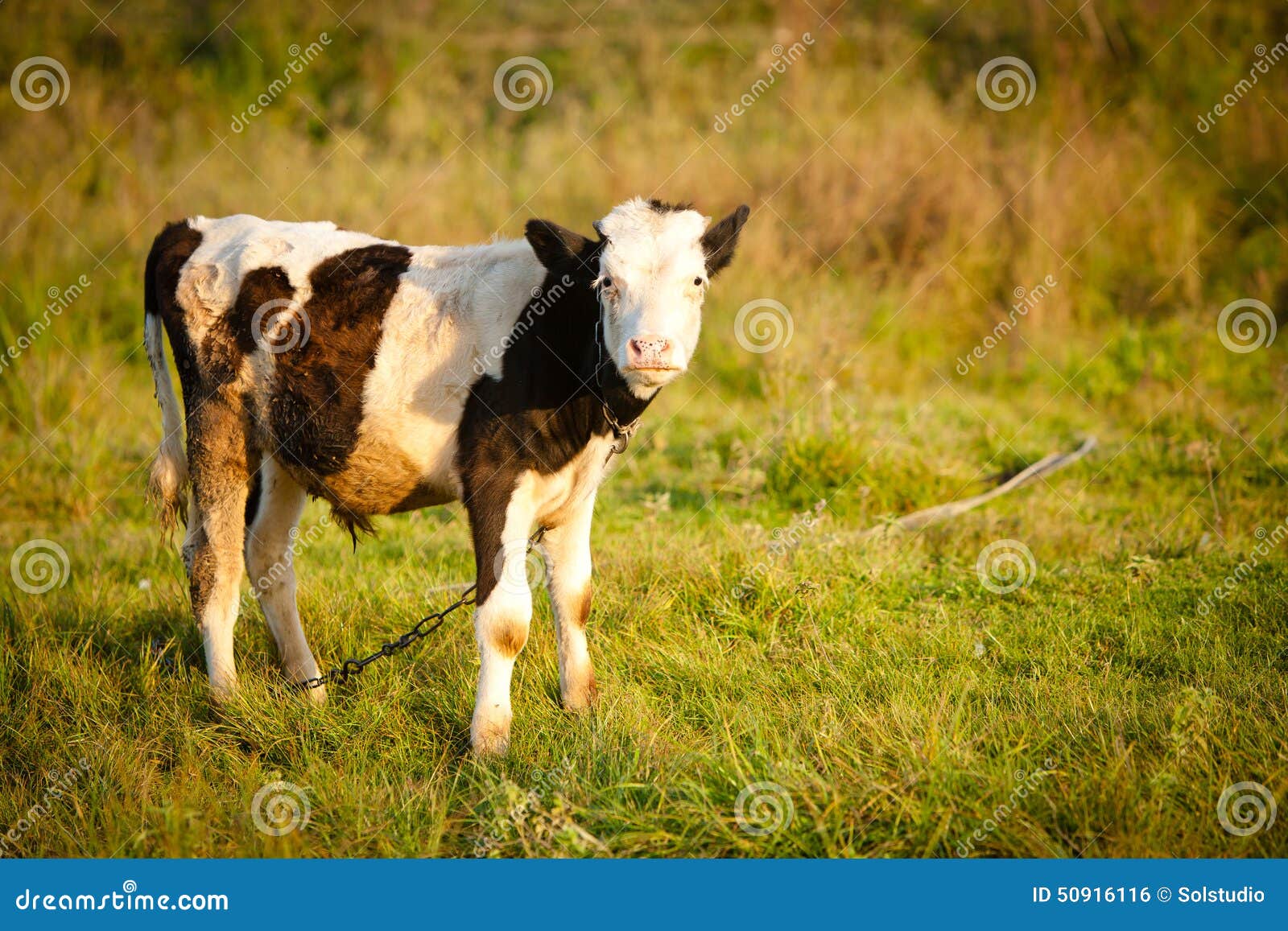 Sad calf stock photo. Image of animals, black, cattle - 50916116