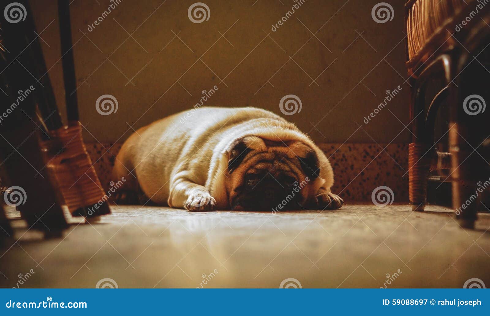 Sad and Calm stock image. Image of animal, love, shade - 59088697
