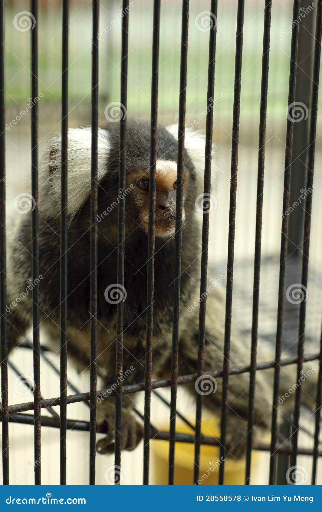 The Sad Captive Monkey In The Cage Stock Photo - Image of captive ...
