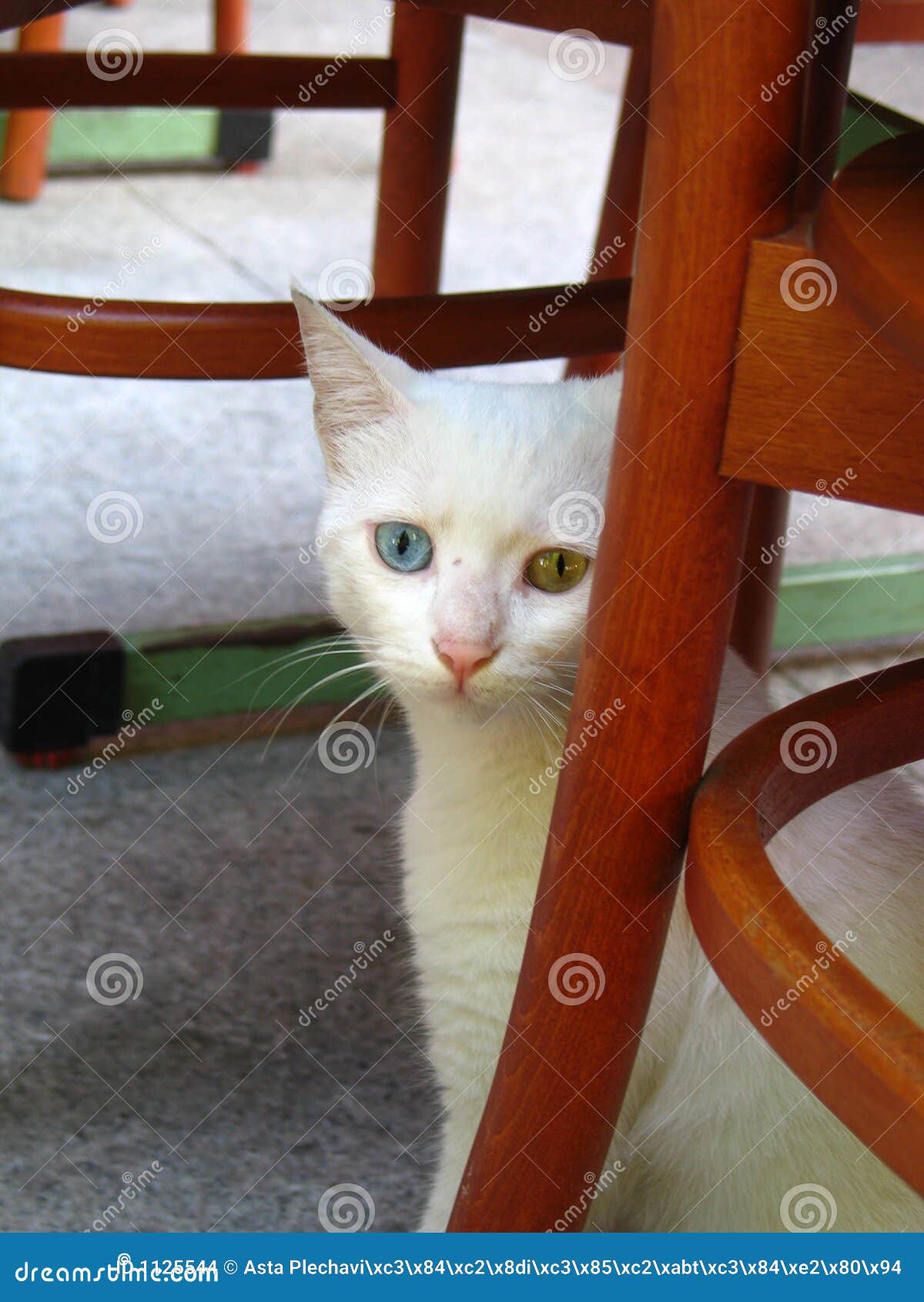 Sad Cat Stock Images - Image: 1125544