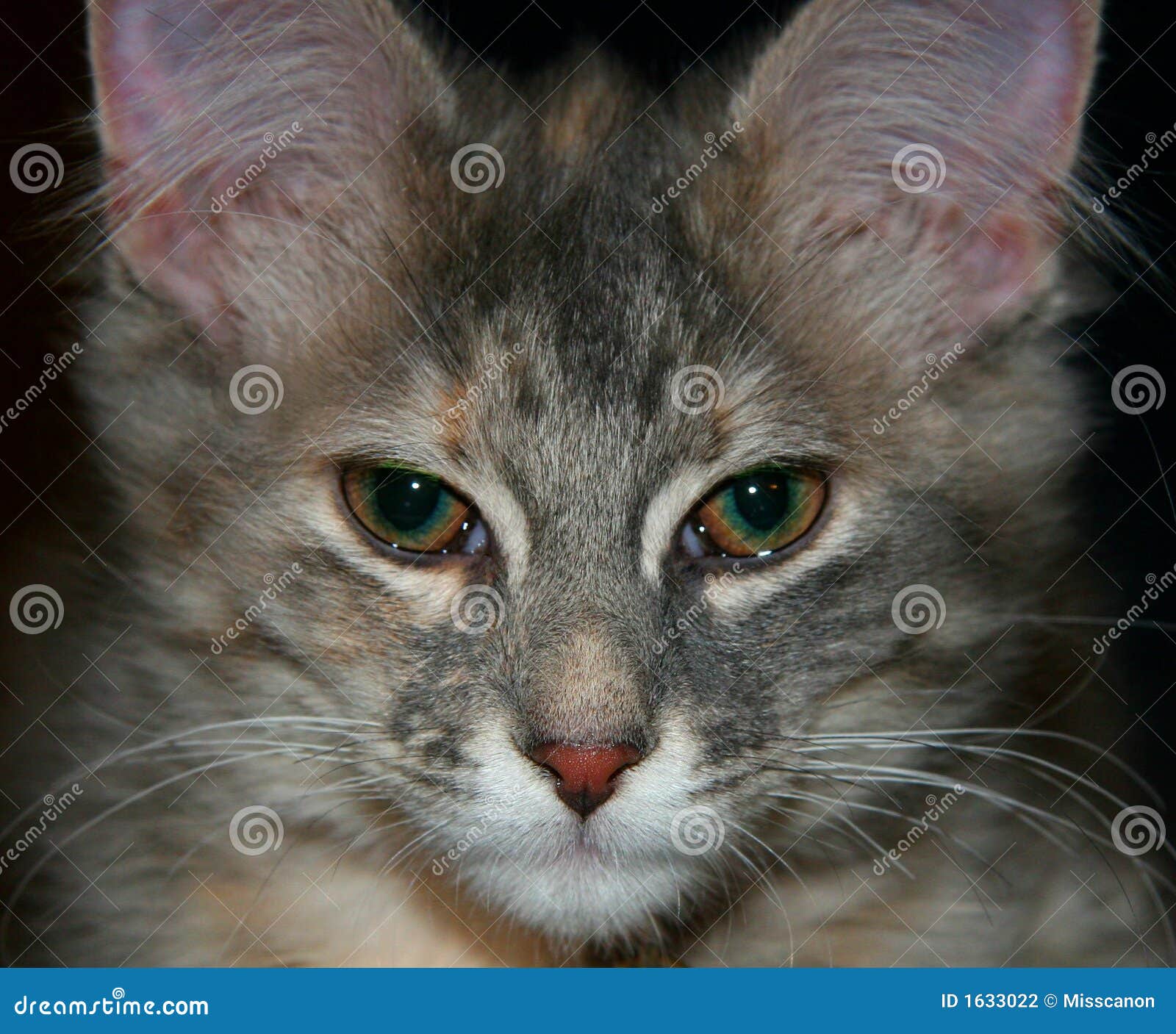 Sad cat stock photo. Image of lovely, female, adorable - 1633022