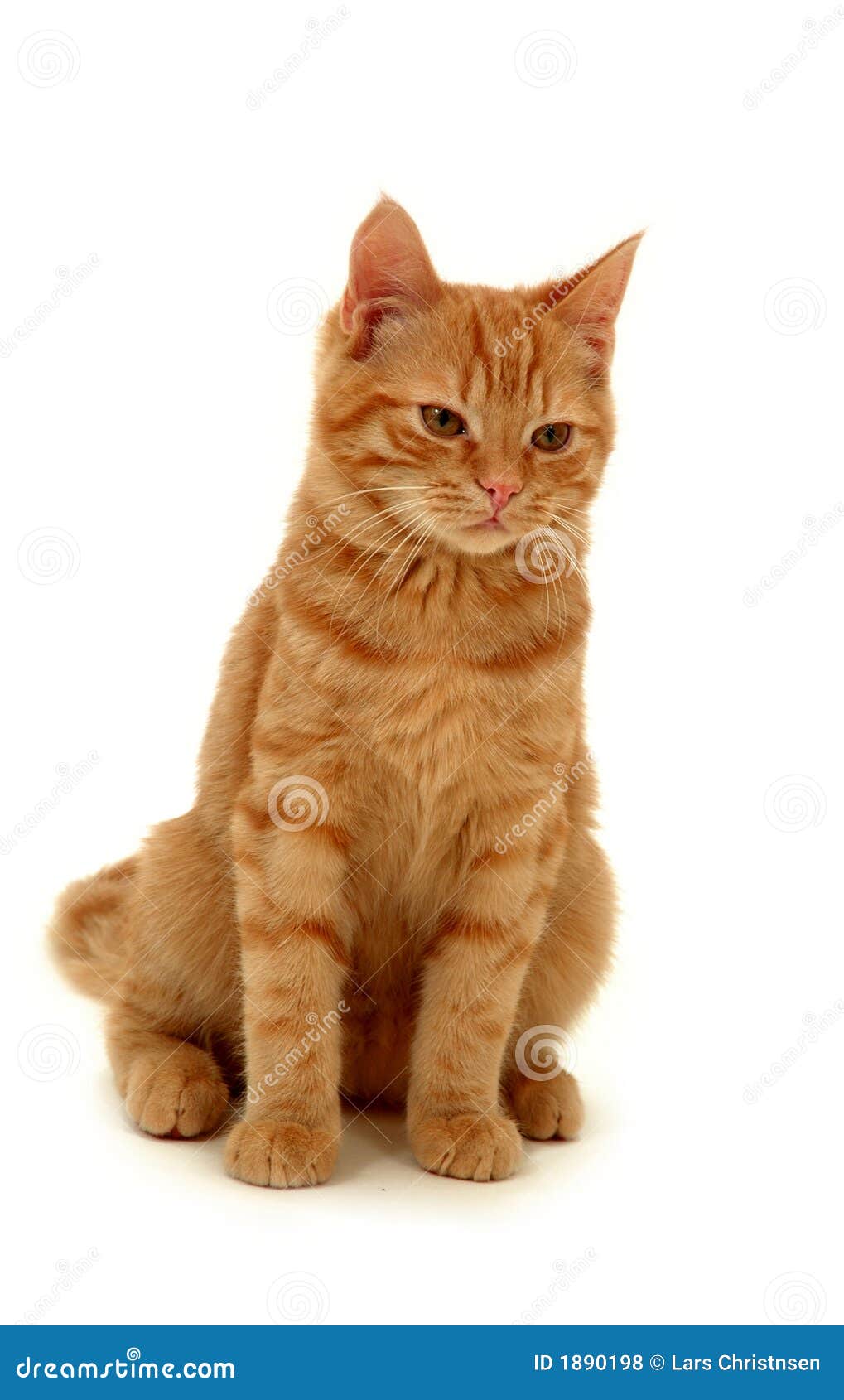 Sad Cat Royalty Free Stock Photos - Image: 1890198