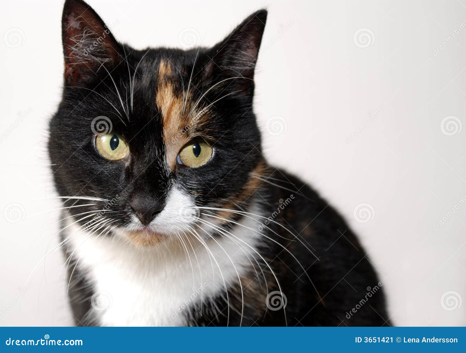 Sad Cat stock image. Image of white, downhearted, eyes - 3651421