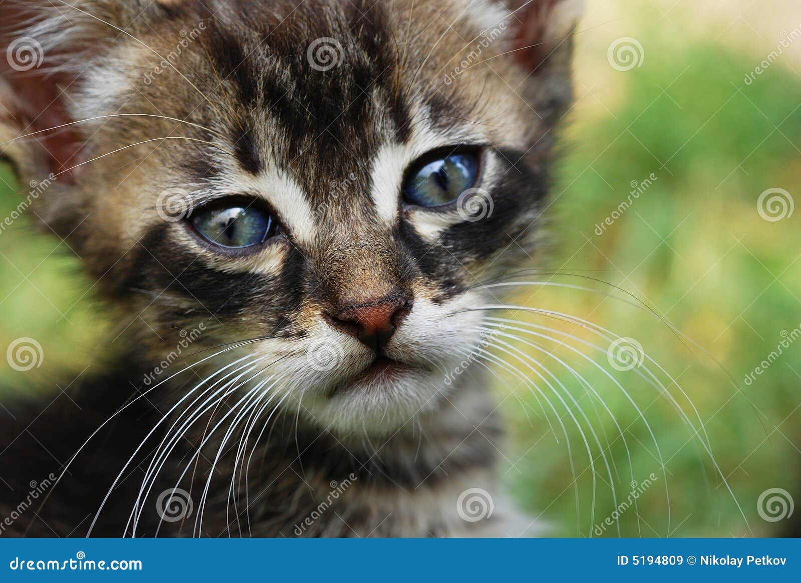 Sad Cat stock image. Image of feline, blurred, yard, background - 5194809