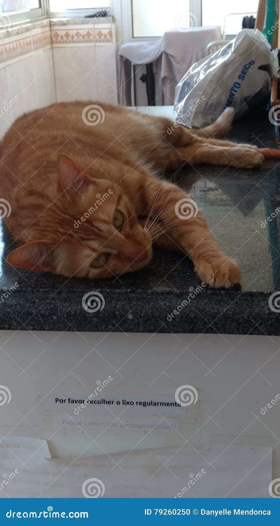 Sad cat stock photo. Image of city, aveiro, portugal - 79260250