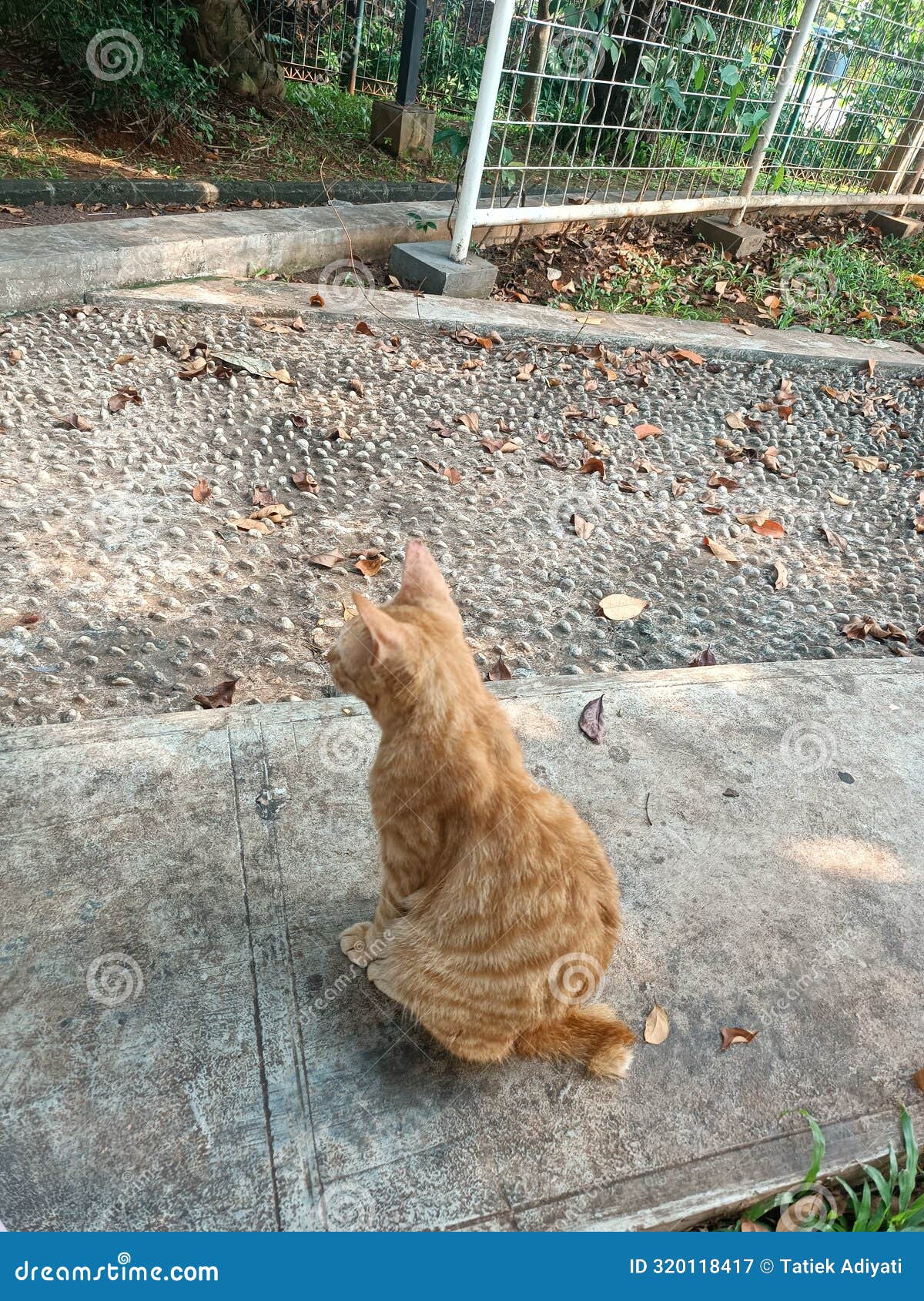 Sad Cat Alone stock image. Image of puss, view, kitten - 320118417