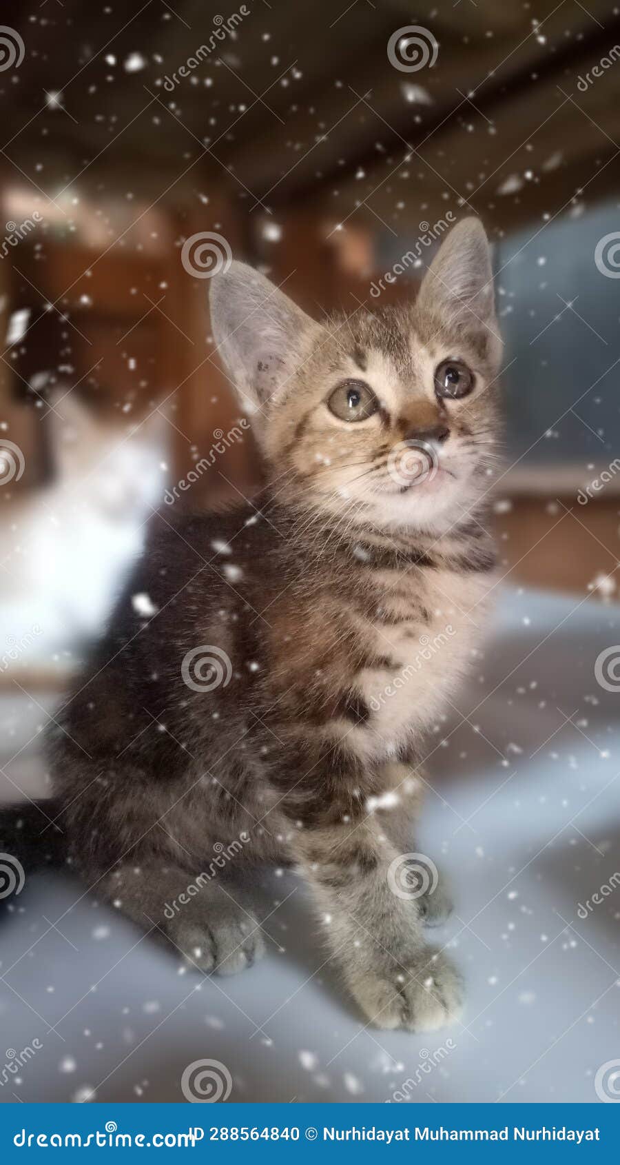Sad cat alone in winter stock photo. Image of wallpaper - 288564840