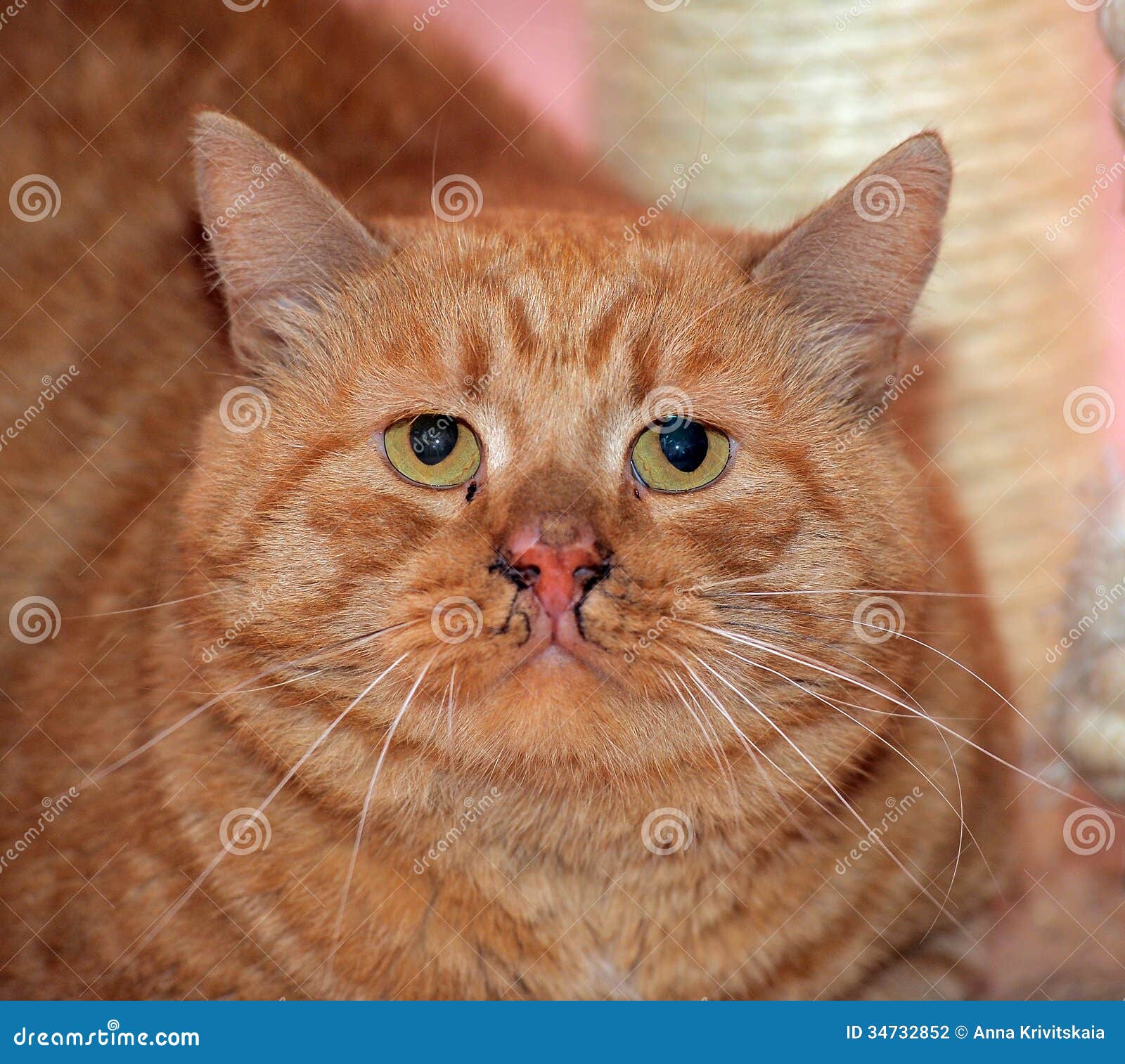 Sad cat stock photo. Image of alone, home, beast, feline - 34732852
