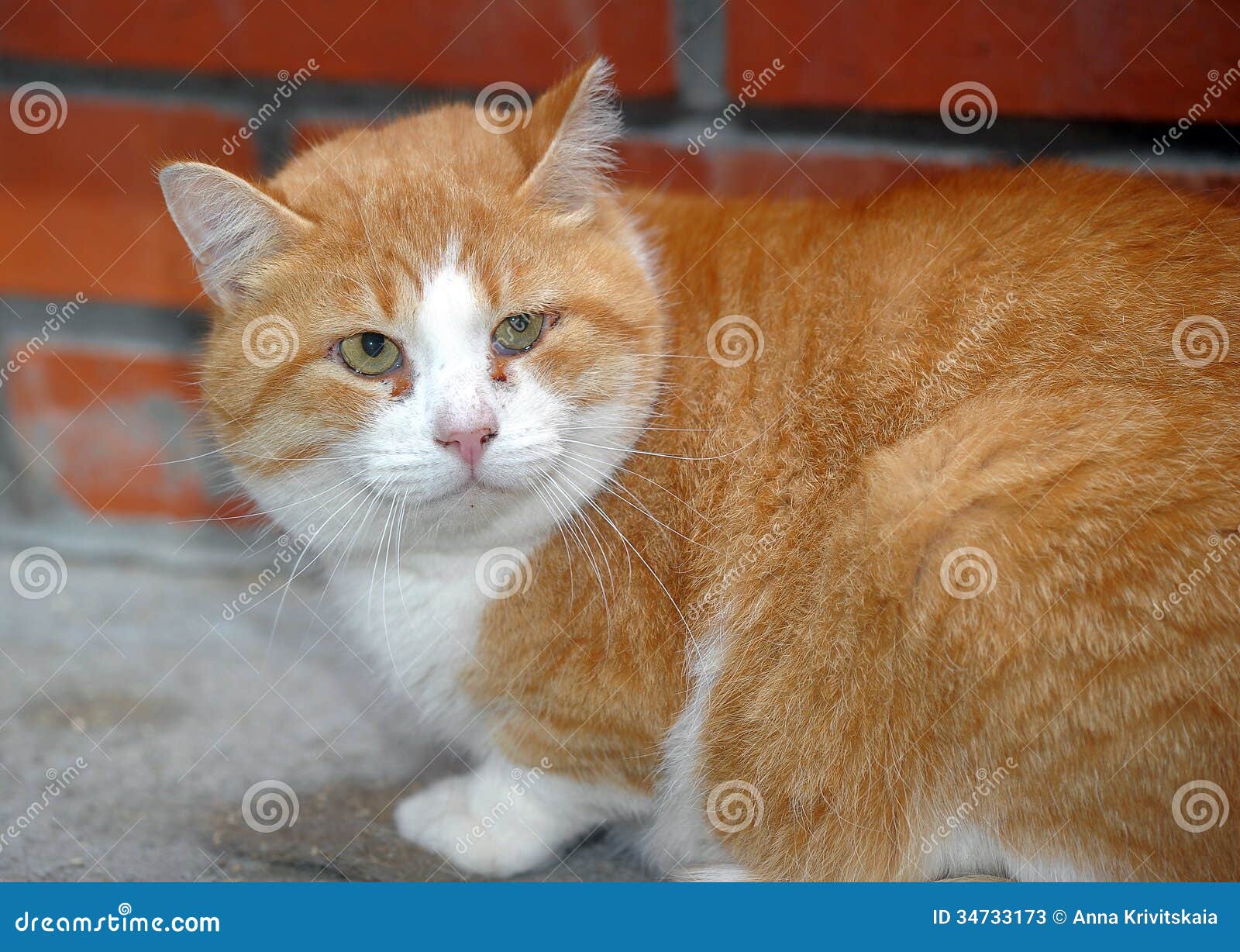 Sad cat stock image. Image of magic, beast, head, hair - 34733173