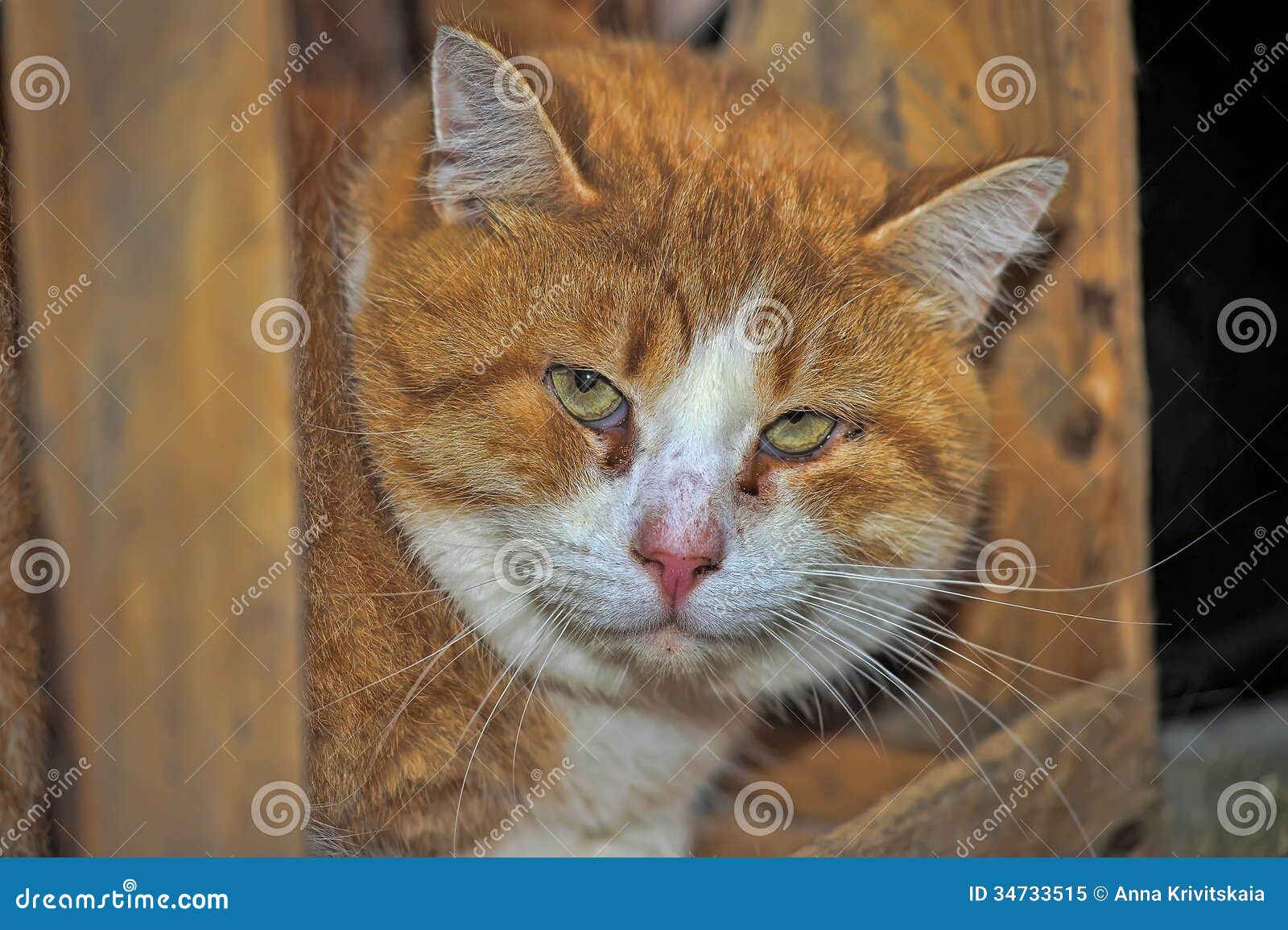 Sad cat stock image. Image of dark, coat, funny, feline - 34733515