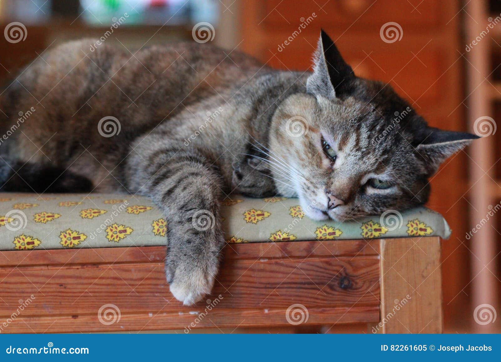 Sad Cat on Chair stock image. Image of house, chair, comical - 82261605