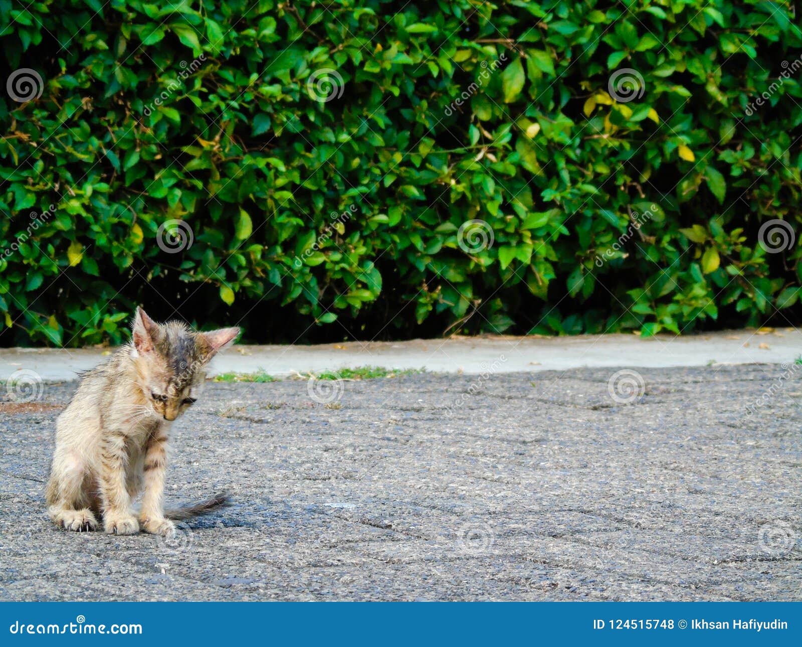 Sad Cat stock photo. Image of alone, animal, kitties - 124515748
