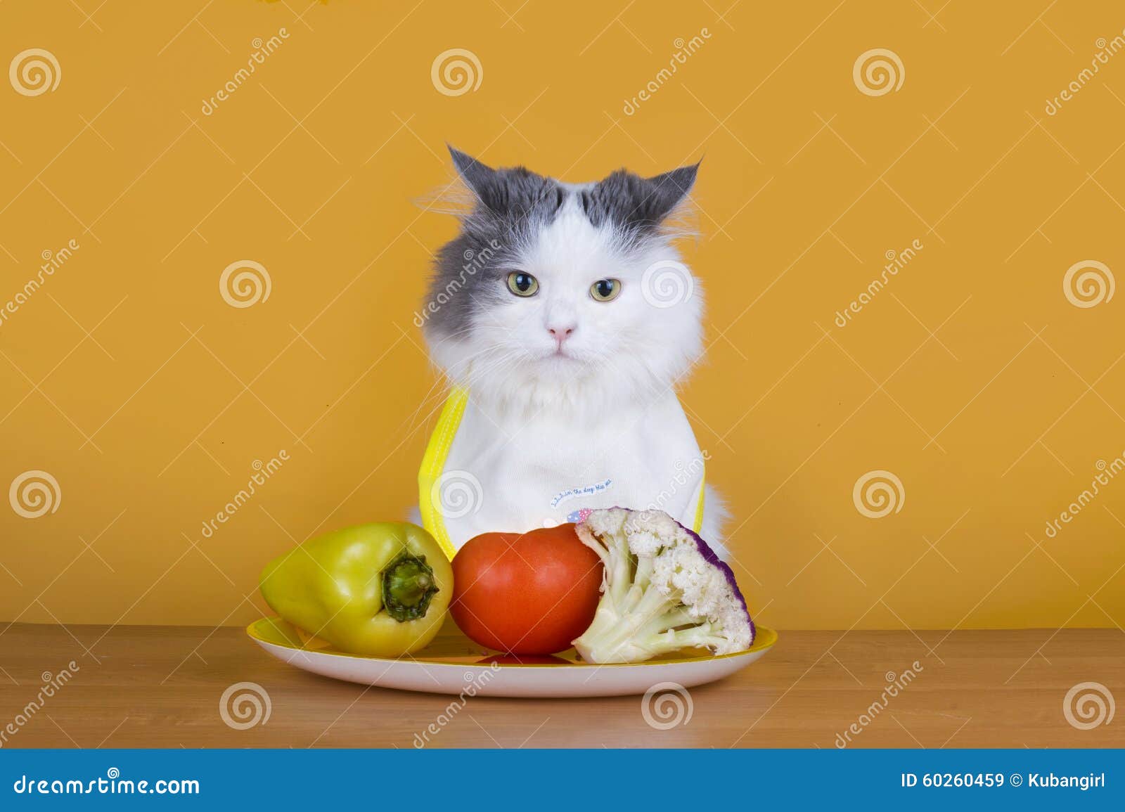 Sad Cat on a Diet before the Emptiness of Plate Stock Image - Image of ...