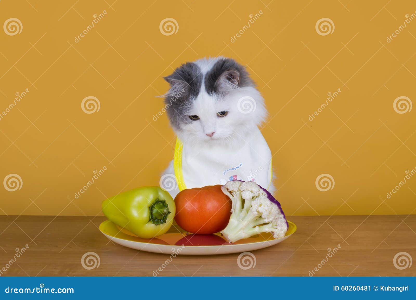 Sad Cat on a Diet before the Emptiness of Plate Stock Image - Image of ...