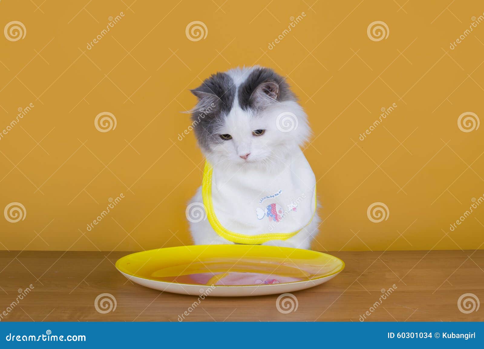Sad Cat on a Diet before the Emptiness of Plate Stock Photo - Image of ...