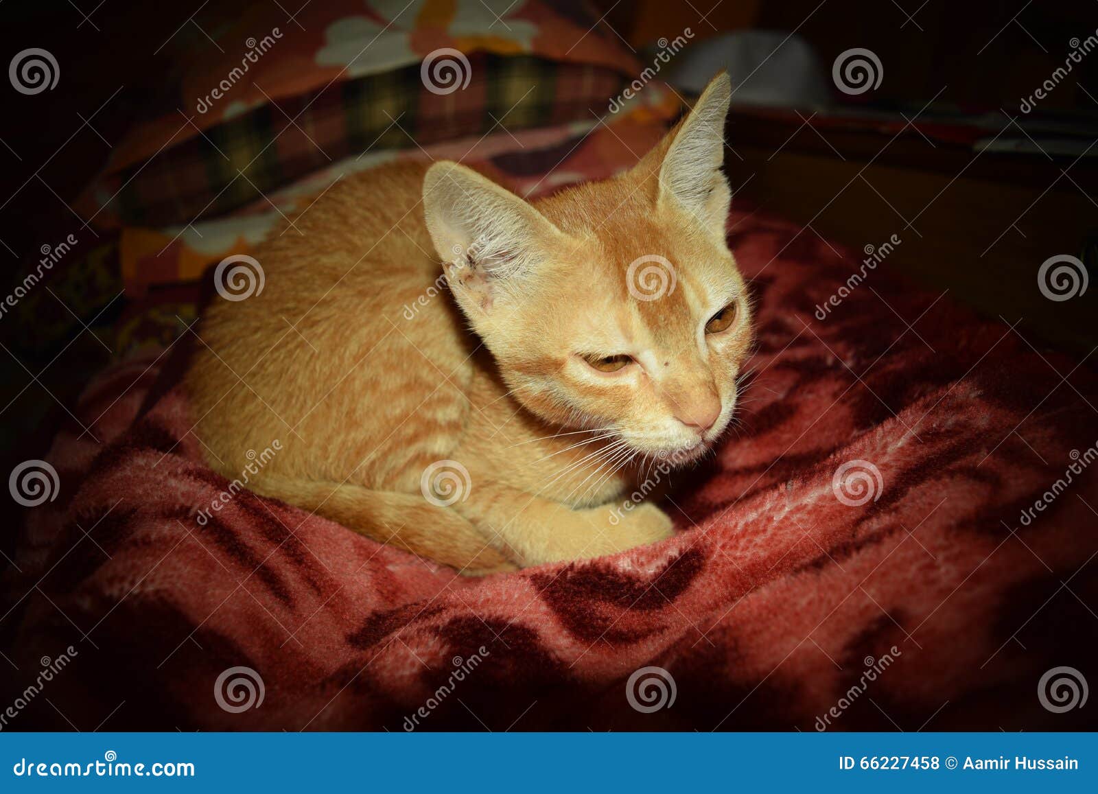 Sad Cat Home Alone stock photo. Image of kiten, cheap - 66227458