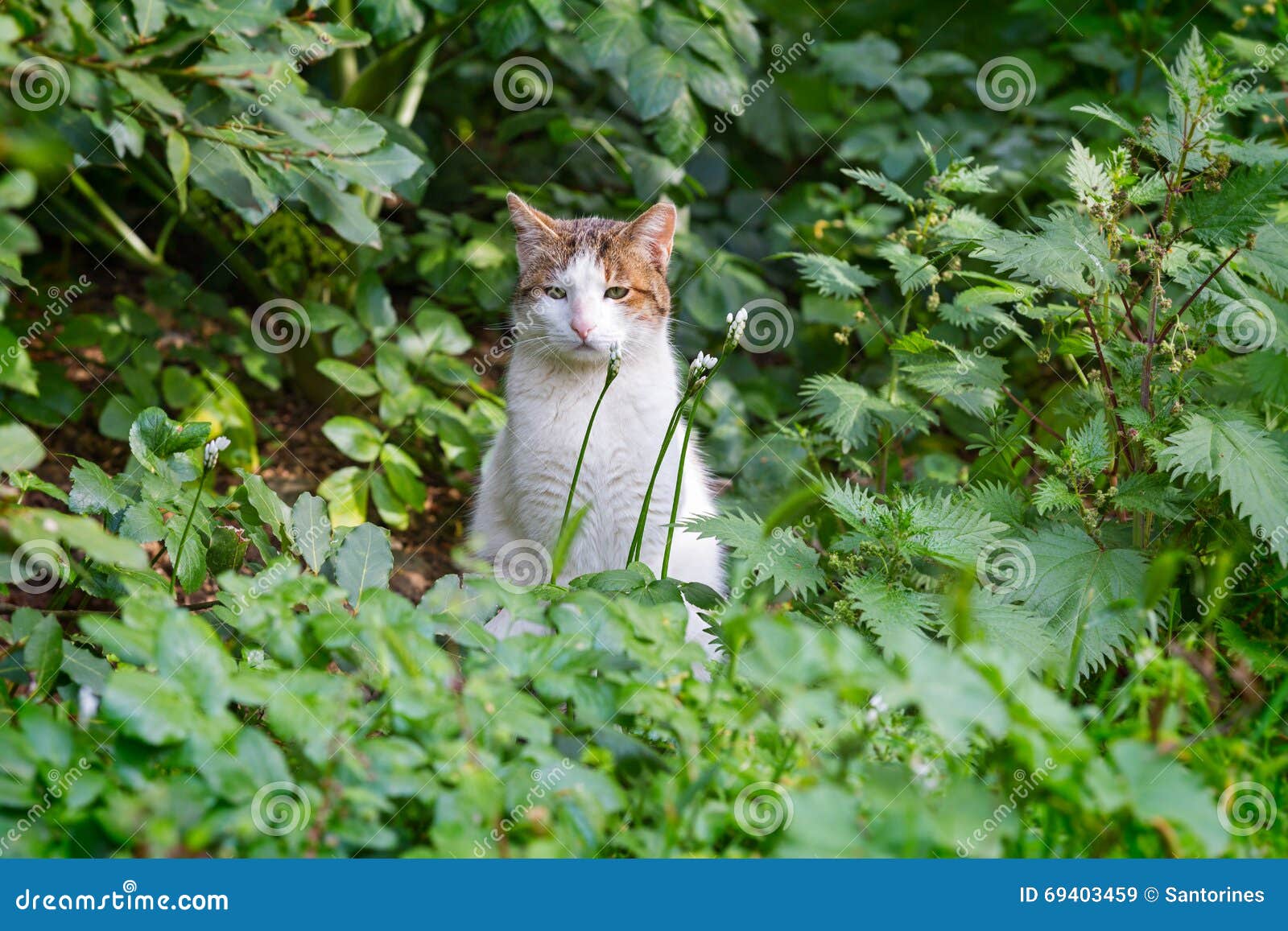 Sad cat in the forest stock image. Image of feline, stray - 69403459